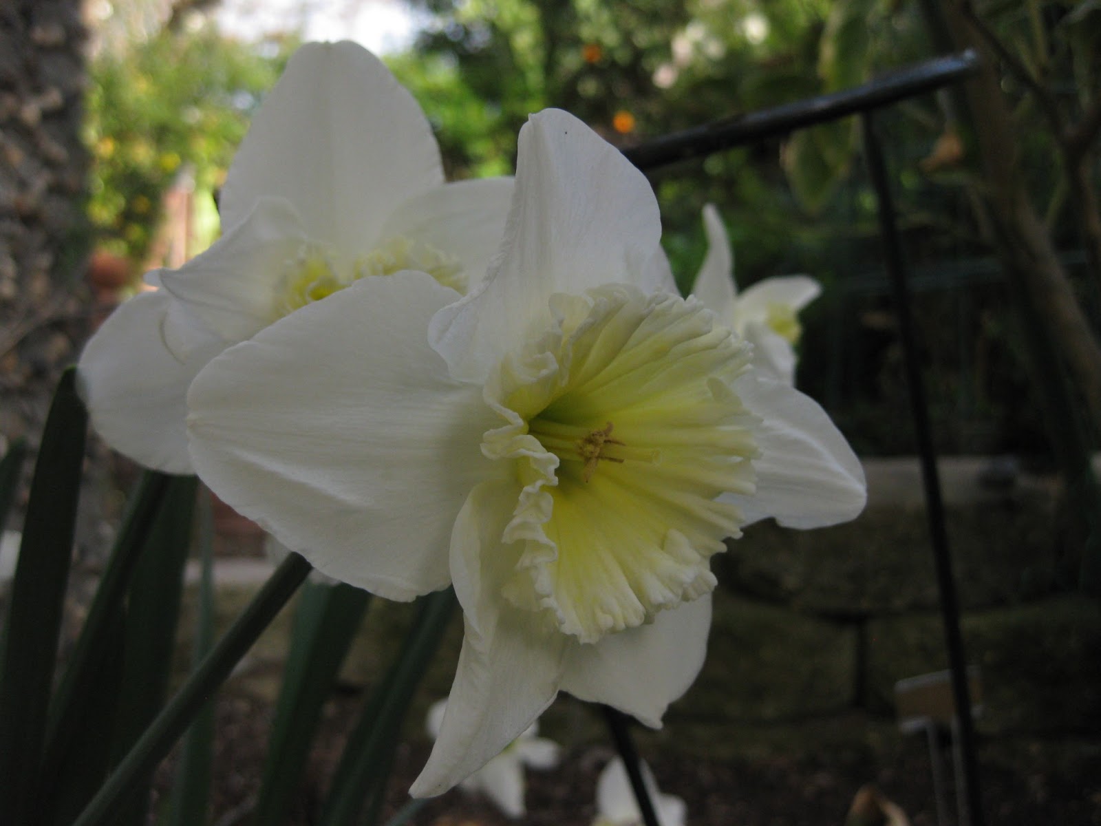 Growing A Garden In Davis: Blue Daffodil