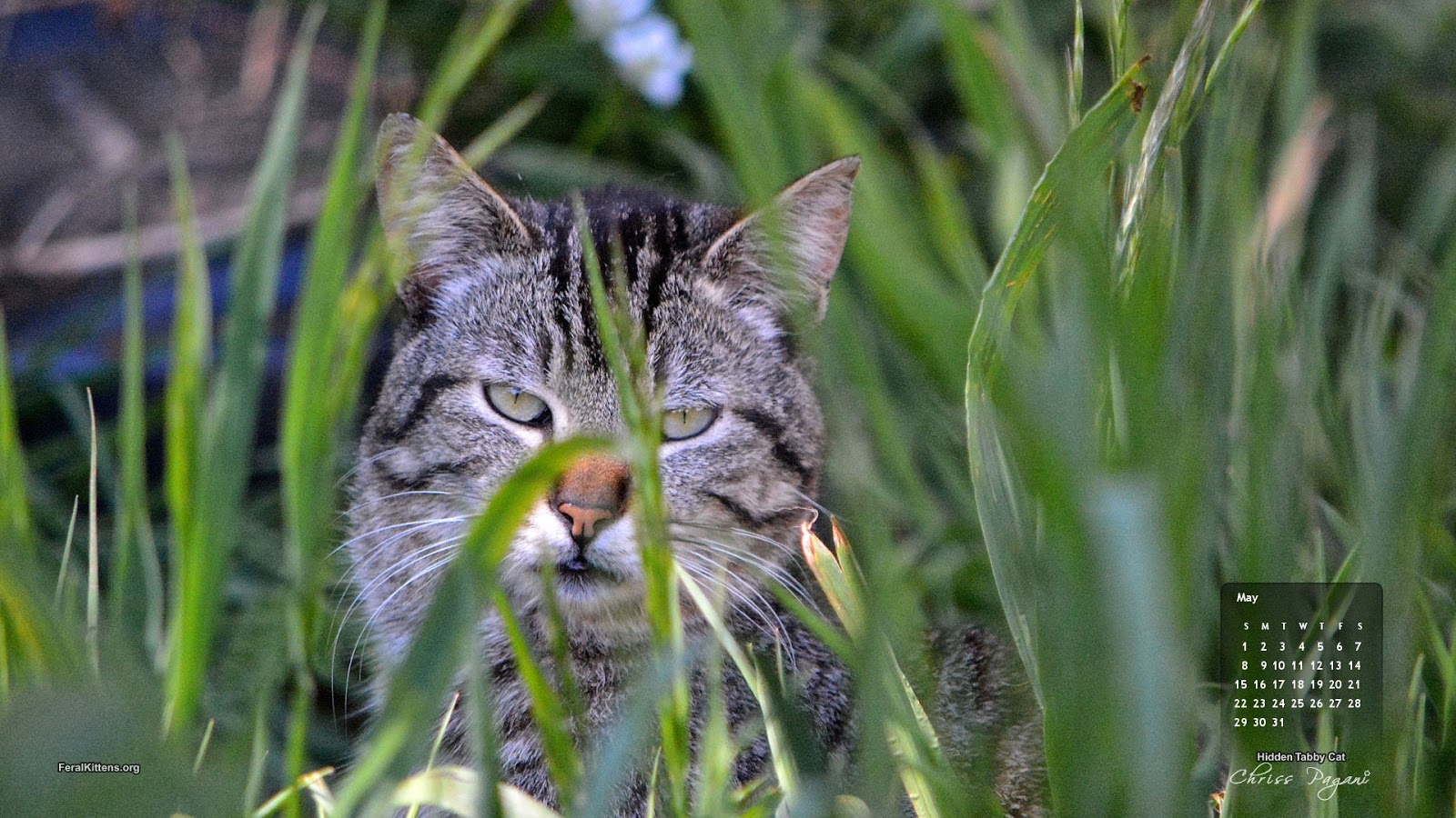 May '16 Cat of the Month Wallpaper - animal world