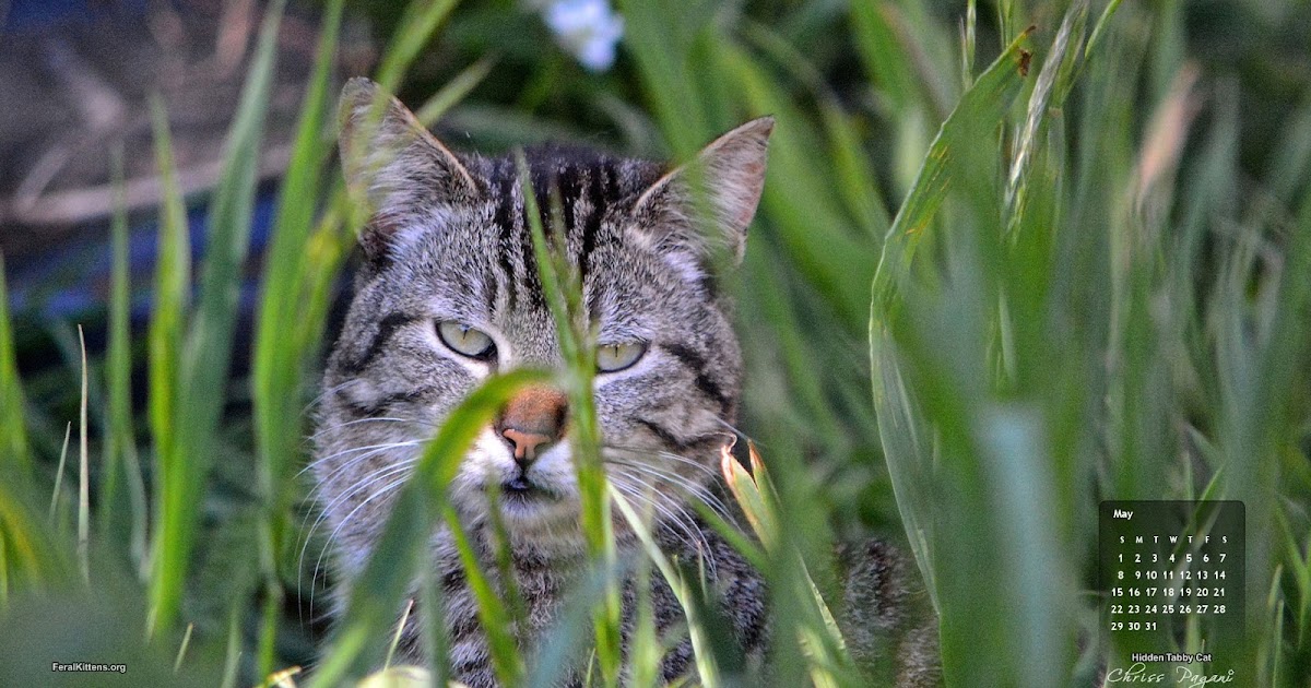 May '16 Cat of the Month Wallpaper - animal world