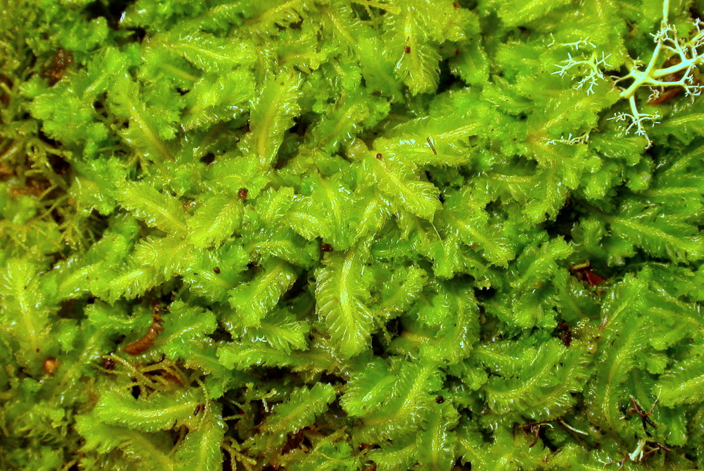 Flora de Puerto Rico Ilustrada Papo Vives: HOJAS FOLIADAS GEOCALYCACEAE ...