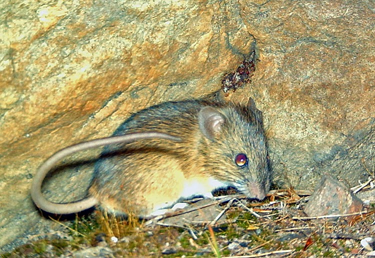 Georgia Jumping Mouse
