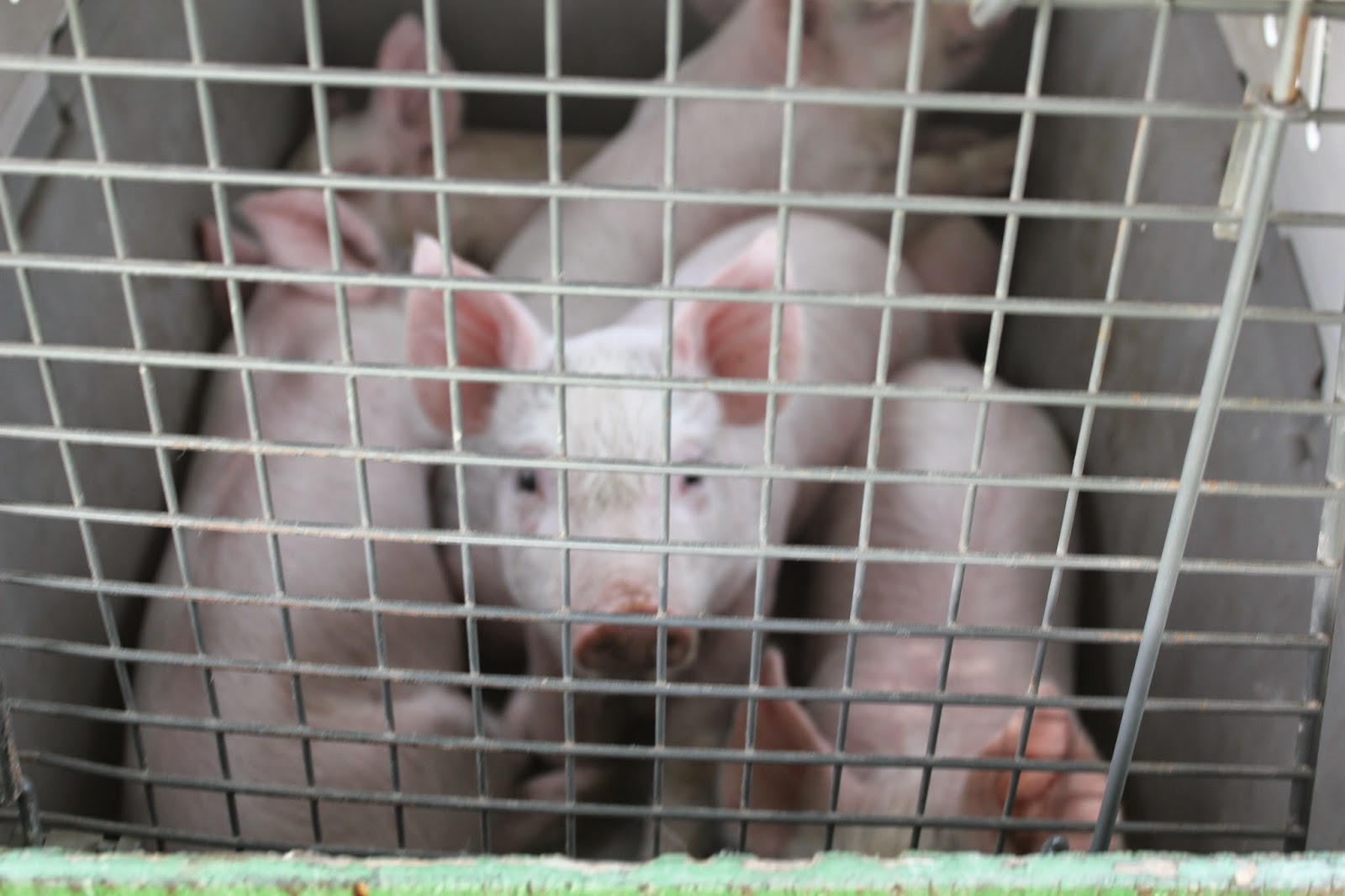 The Old White Farmhouse: These Little Piggies Went to Market