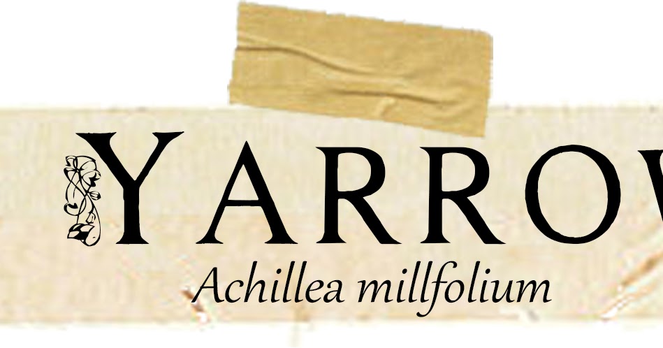 Flying the Hedge: Magical and Medicinal Uses of Yarrow