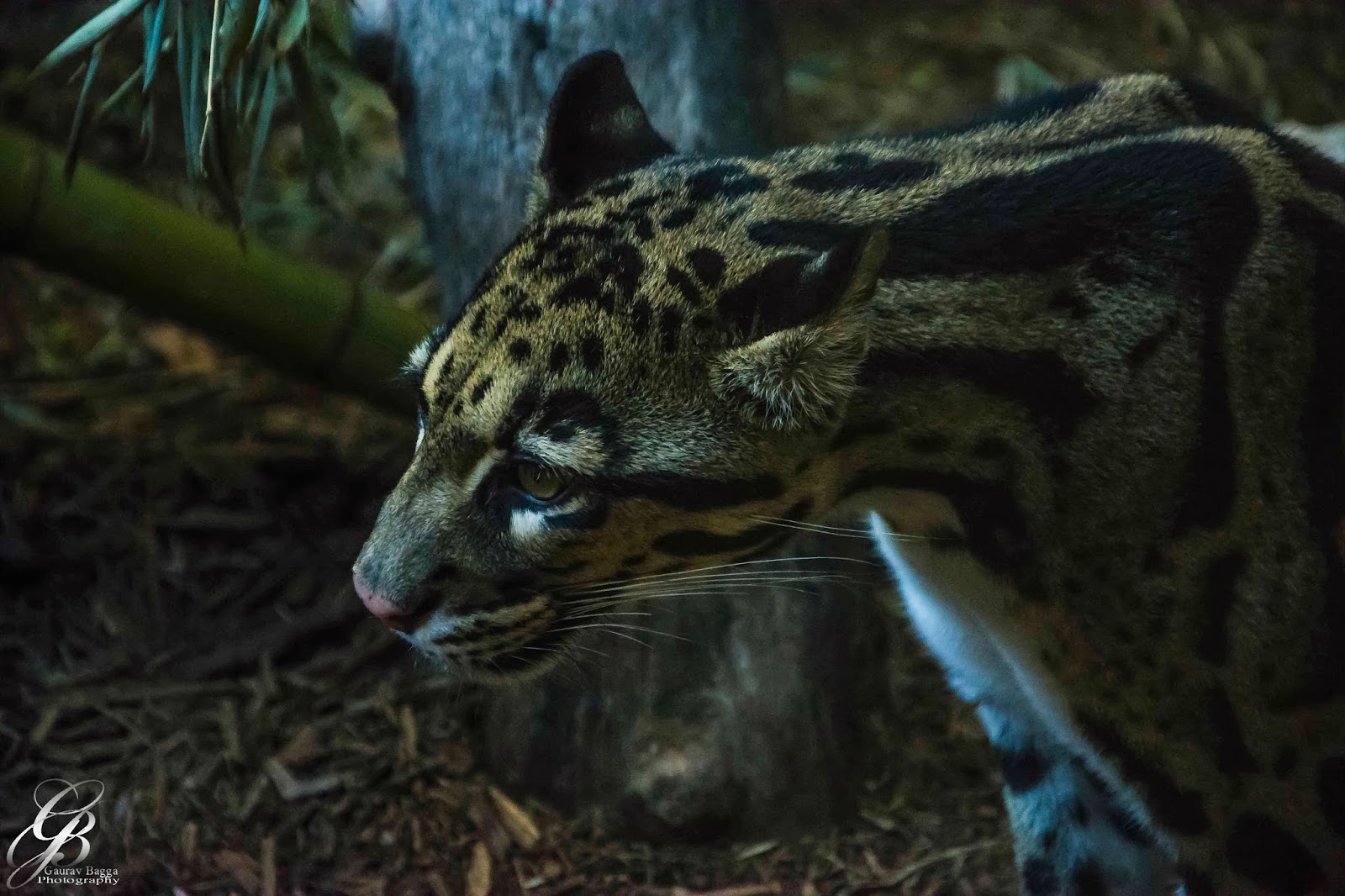 Still Earth : Ferocious cats