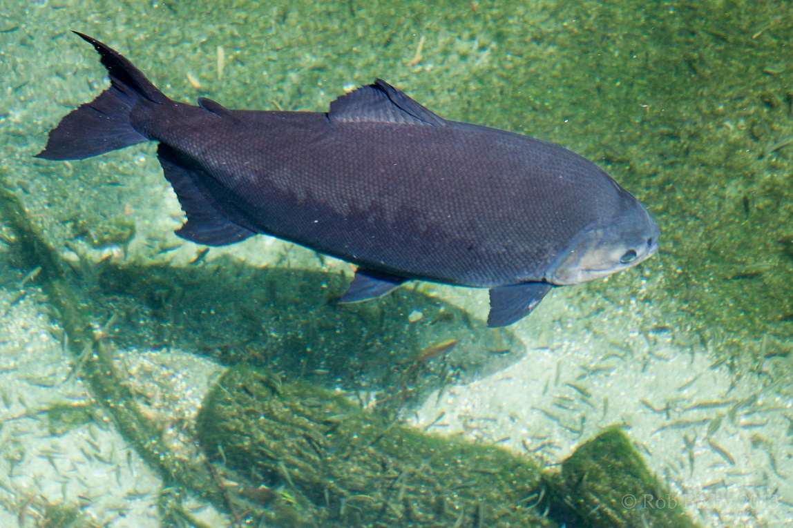 Black Pacu Si Ikan Hitam Bergigi Manusia dari Amazon - Nakama Aquatics