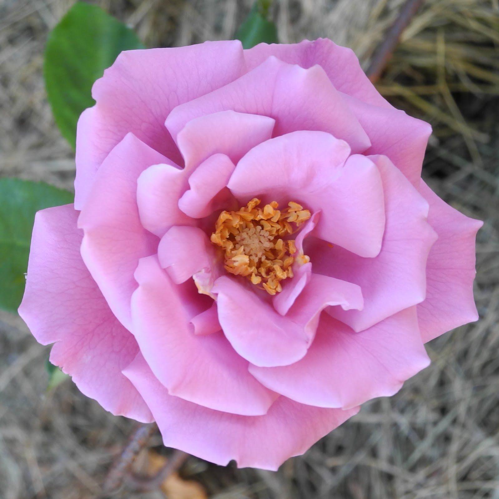 God's Growing Garden: Frank's Flowers - Mauve Miracle Rose