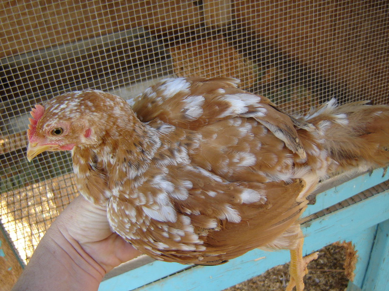 Aloha Chickens: Cheeto's Pack of Chicks!