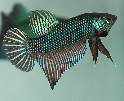 Smaragd Fighting Fish - Betta smaragdina ~ Nice Betta