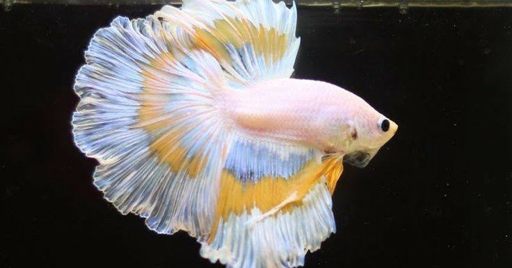 Hope and Hope and always Hope: FISH_ត្រីក្រឹម