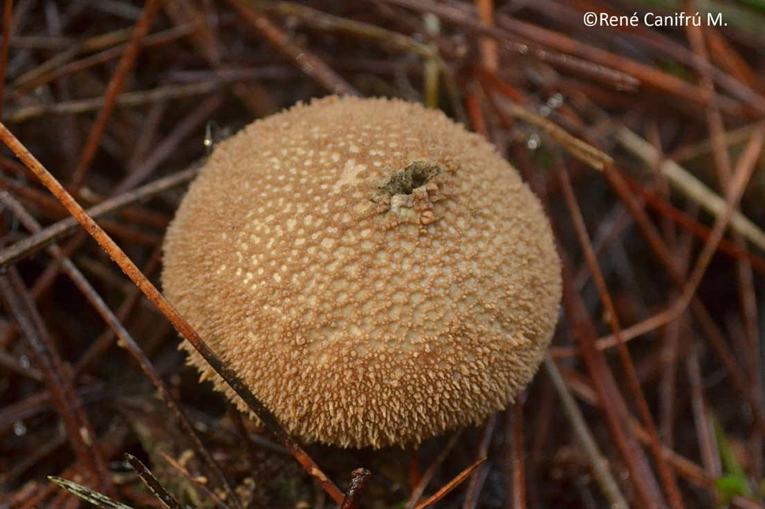 Hongos: Lycoperdon sp.