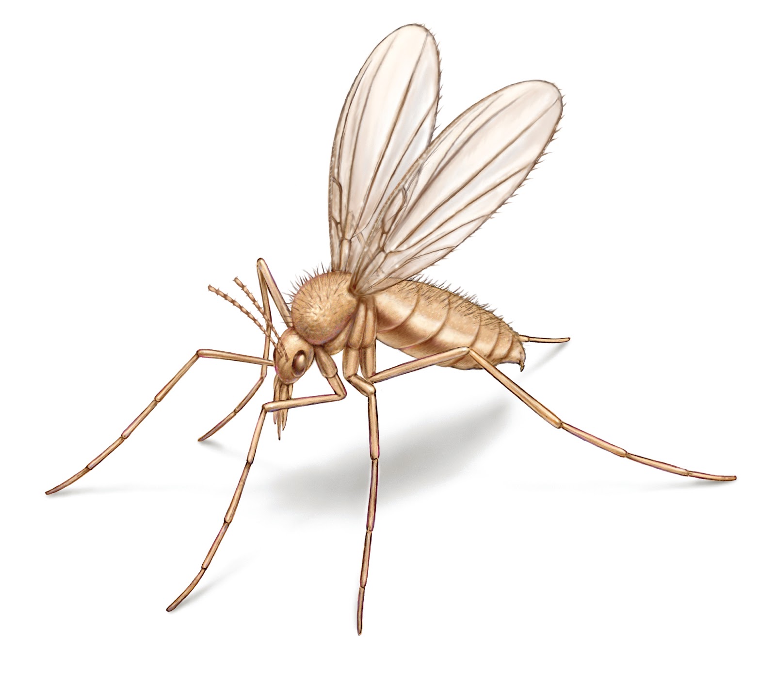 Amaya Quirós: La temida (pero controlable) Leishmaniosis