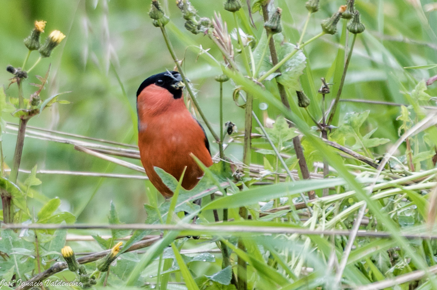 DocNatureBlog: Colorín, colorado, éste pájaro me ha encantado ...