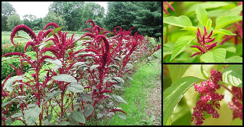 Eating Amaranth Leaves For Good Health | Dr Farrah MD