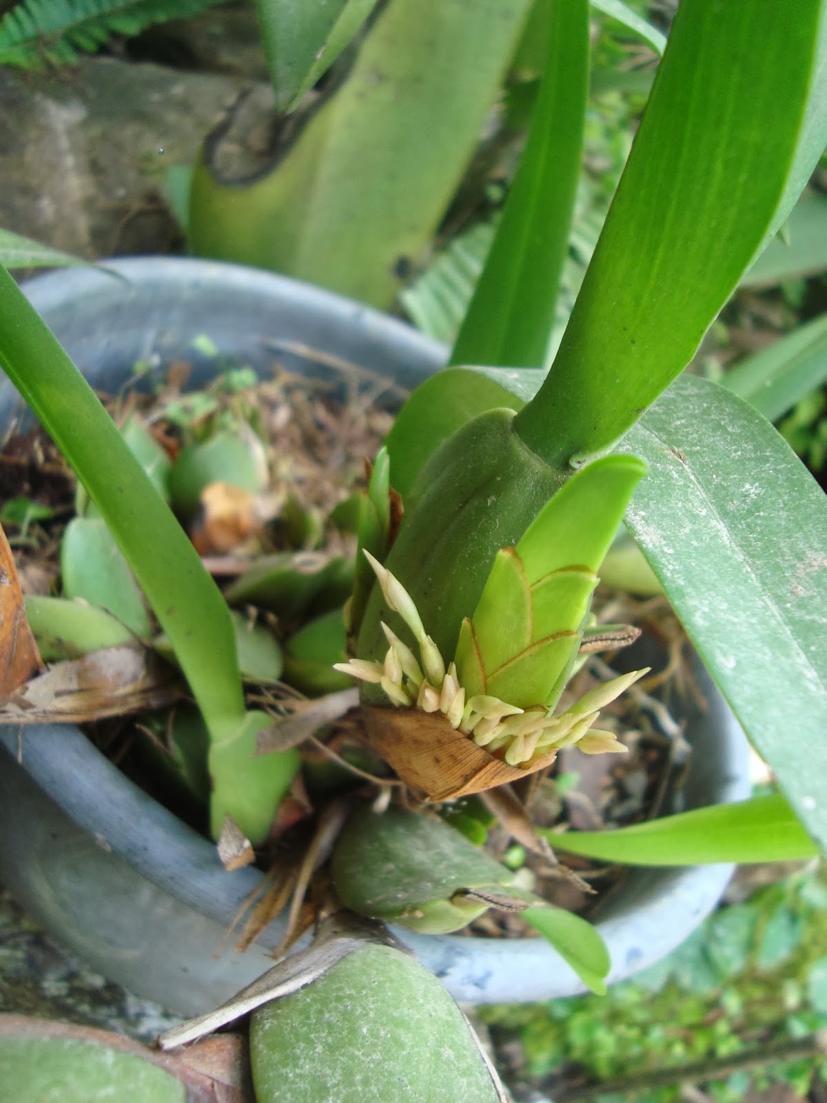 Orquídeas HElid: Maxillaria Densa
