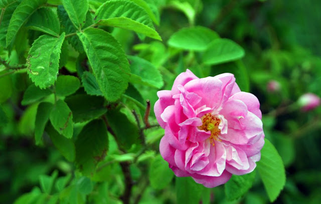 THE VIEW FROM FEZ: Moroccan Rose Festival 2013