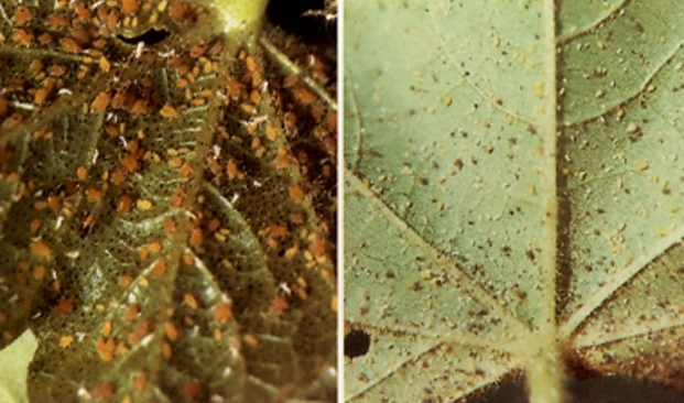 Kutu Daun (Aphis sp.) | detiktani.com