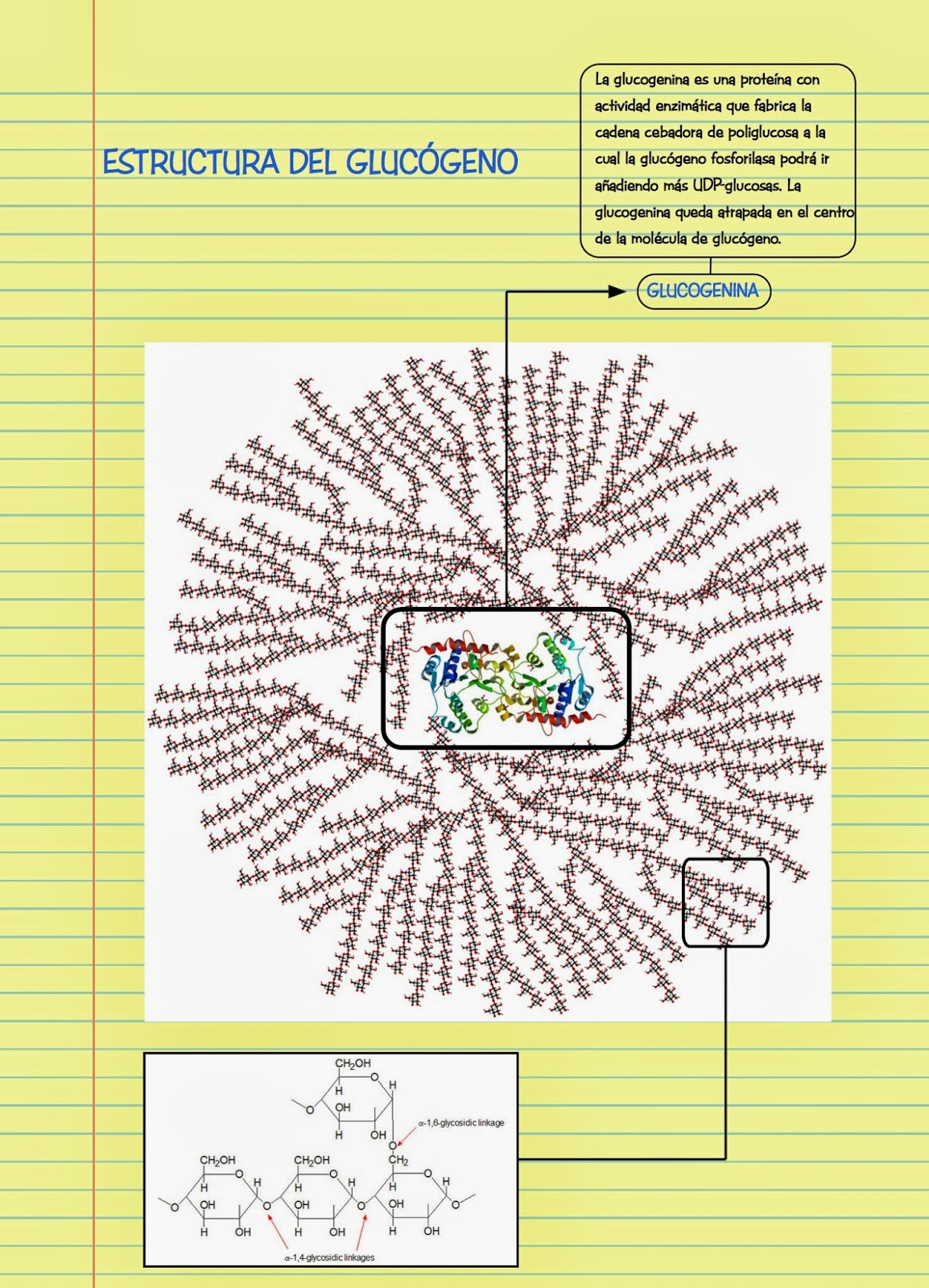 COACHING JANO: METABOLISMO DEL GLUCÓGENO
