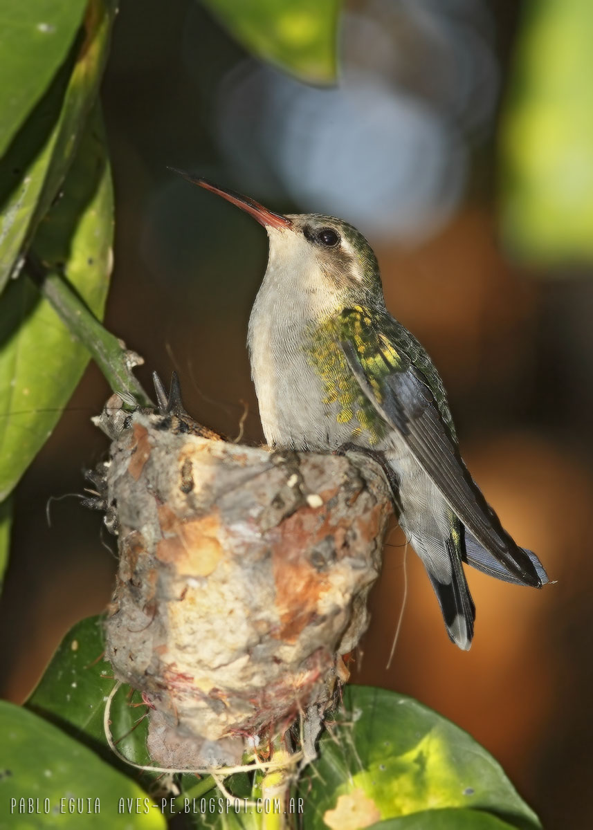mis fotos de aves: Chlorostilbon lucidus Picaflor Verde Glittering ...