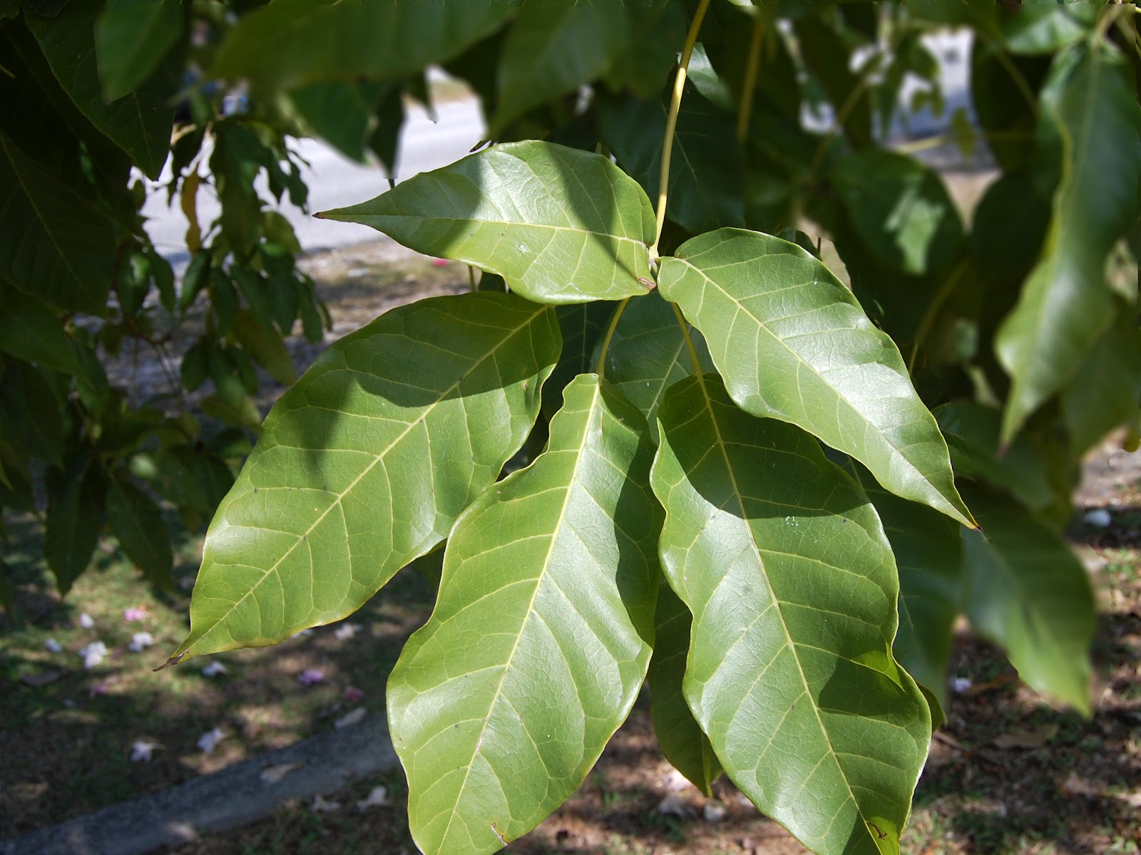 Francis' Junction: The White and Pink Blossoms of Tabebuia pentaphylla