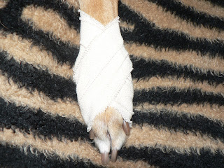 Aragon Greyhounds: Toe Injury