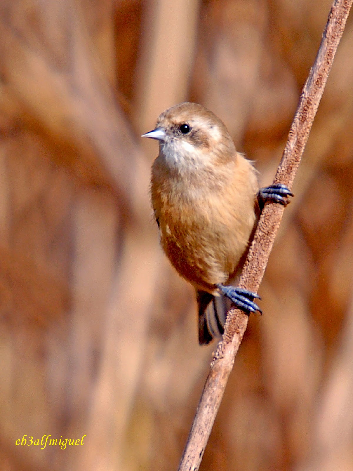 Miguel fotografia: Pájaro-moscón europeo (Remiz pendulinus)