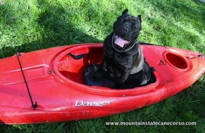 My Beloved Dogs: Cane Corso Socialization