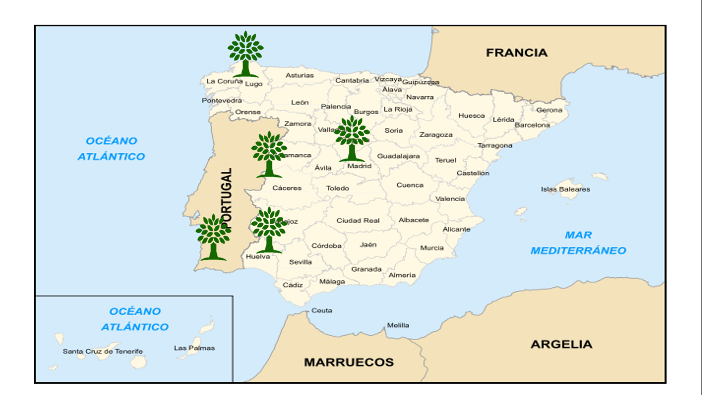 Árbol de la Reforestación: España | Zapatea la Suela