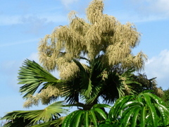 Palmier talipot | Flore de l’île de la Réunion