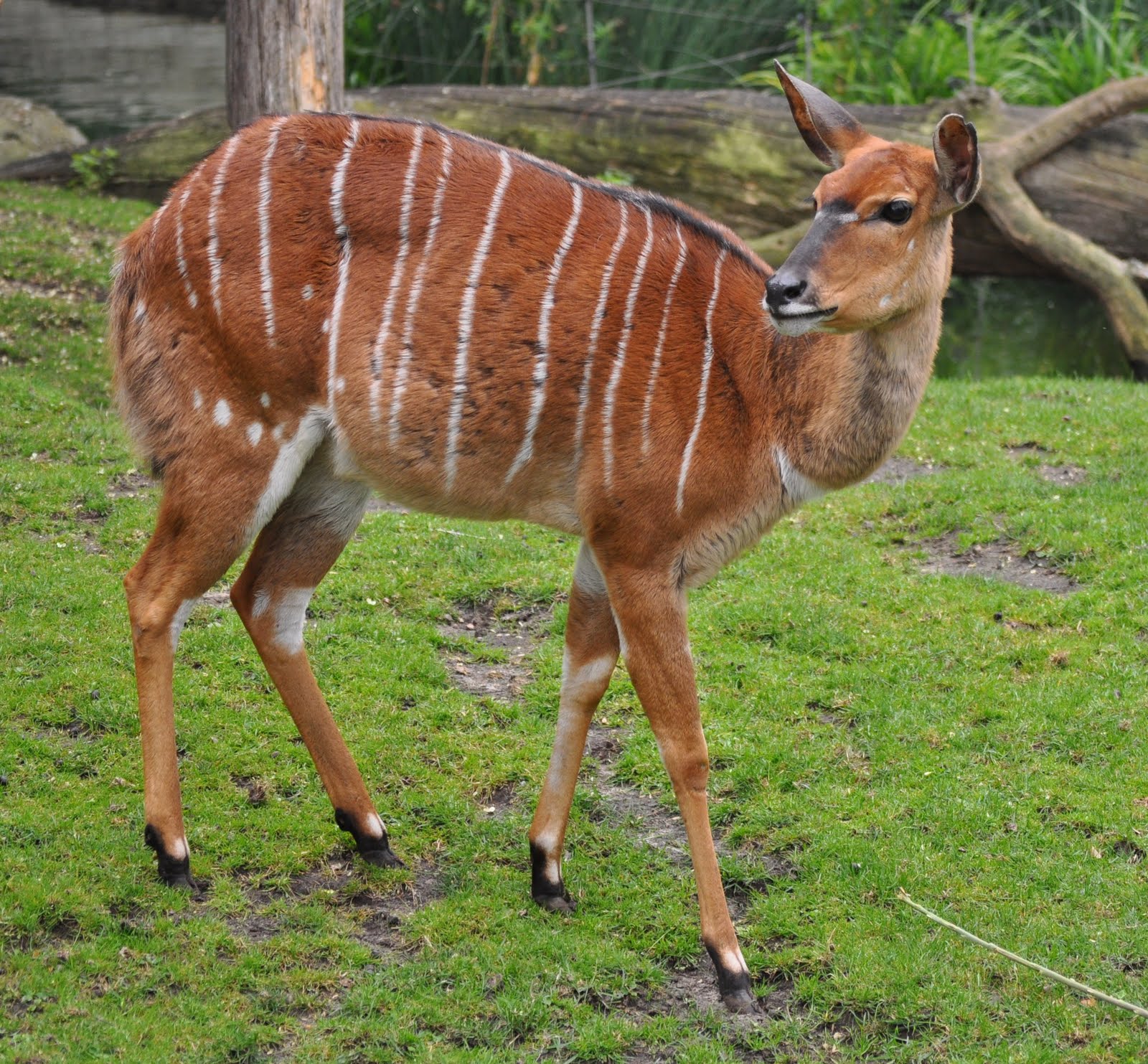 ZOOTOGRAFIANDO (6.100 ANIMALS): NYALA / NYALA (Tragelaphus angasii)