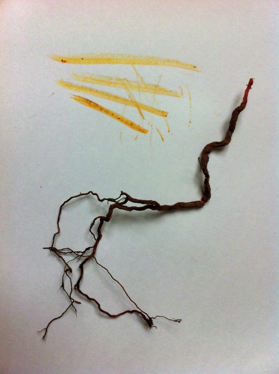 Verfvirus: Plantaardig verven met Meekrap #8