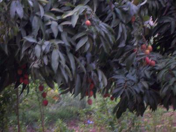 Welcome To Pakistan: Fruits and Crops