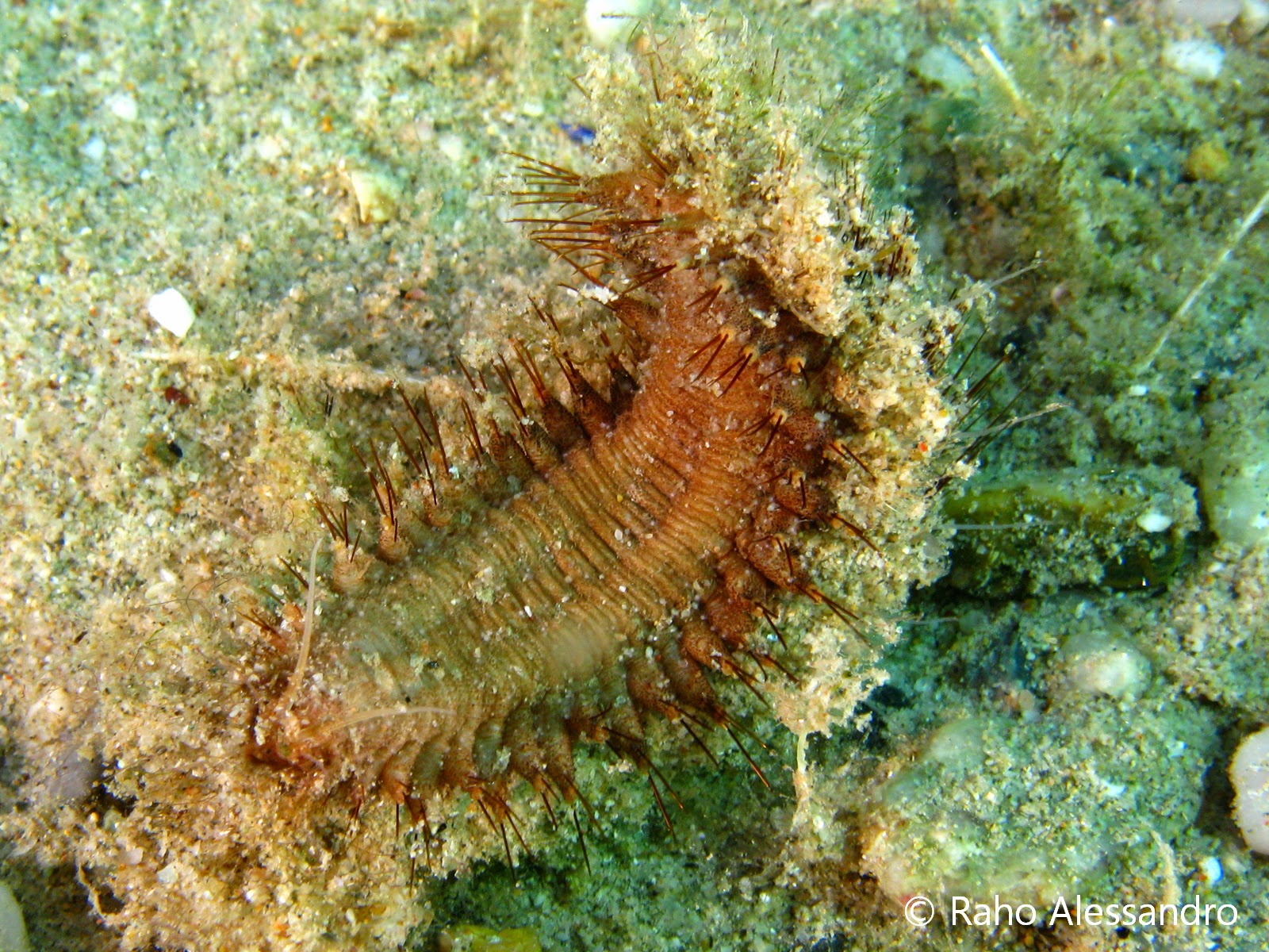 Necton e Plancton: Vermi: Topo di Mare o Afrodite