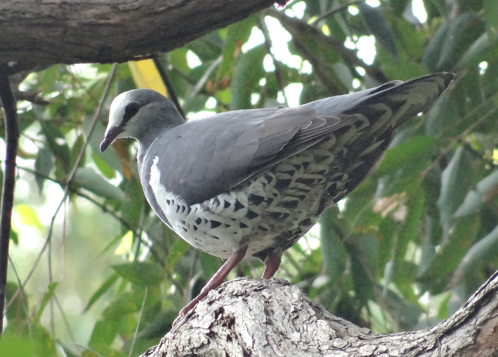 sunshinecoastbirds: Brush-tailed Phascogale, Bush-hen Babies, Marbled ...