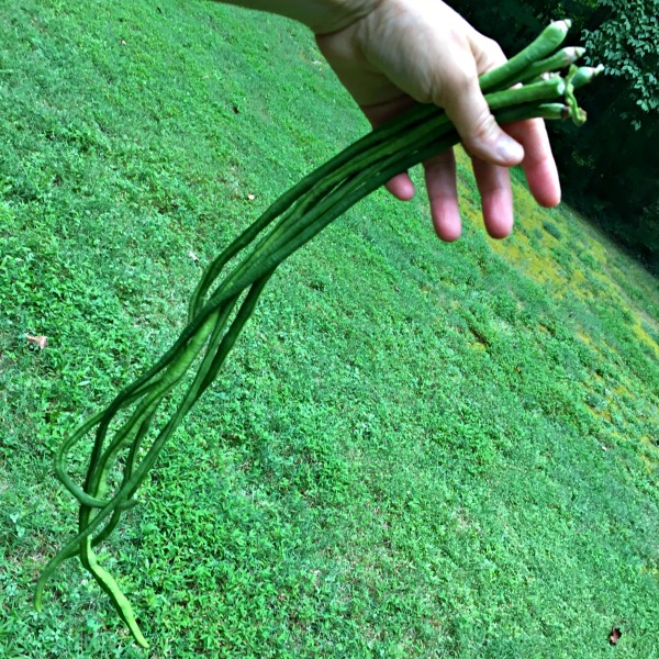 Sue's in the Garden Growing the Groceries: Long Beans