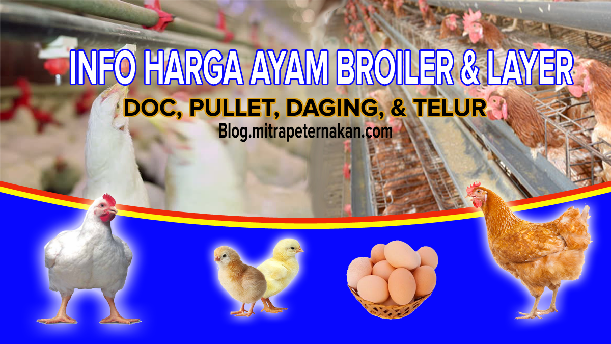 Info Harga Ayam Broiler dan Layer 5 juli 2018