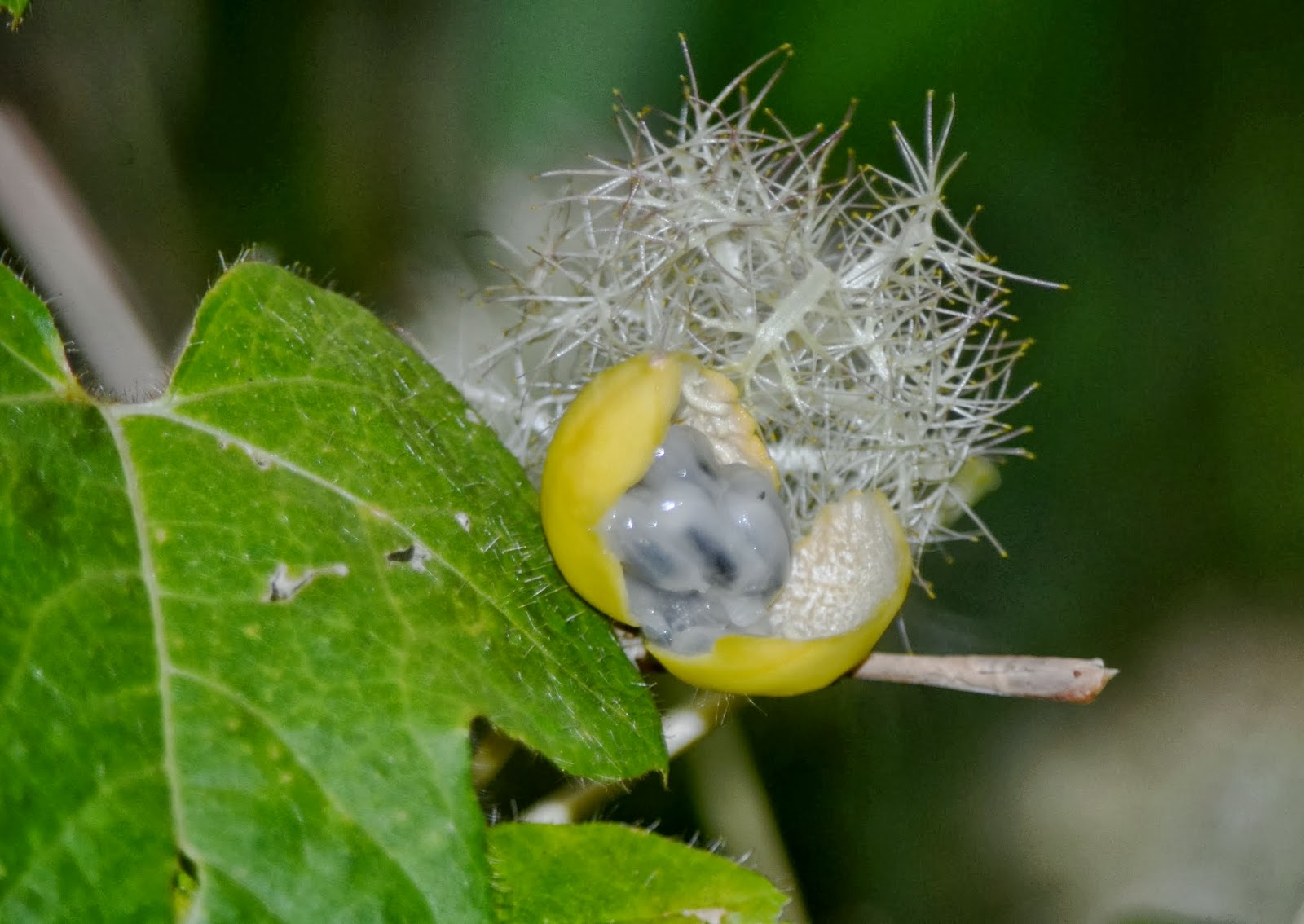 The Kambatik Park, Bintulu.: Pick of the park - Passiflora foetida ...