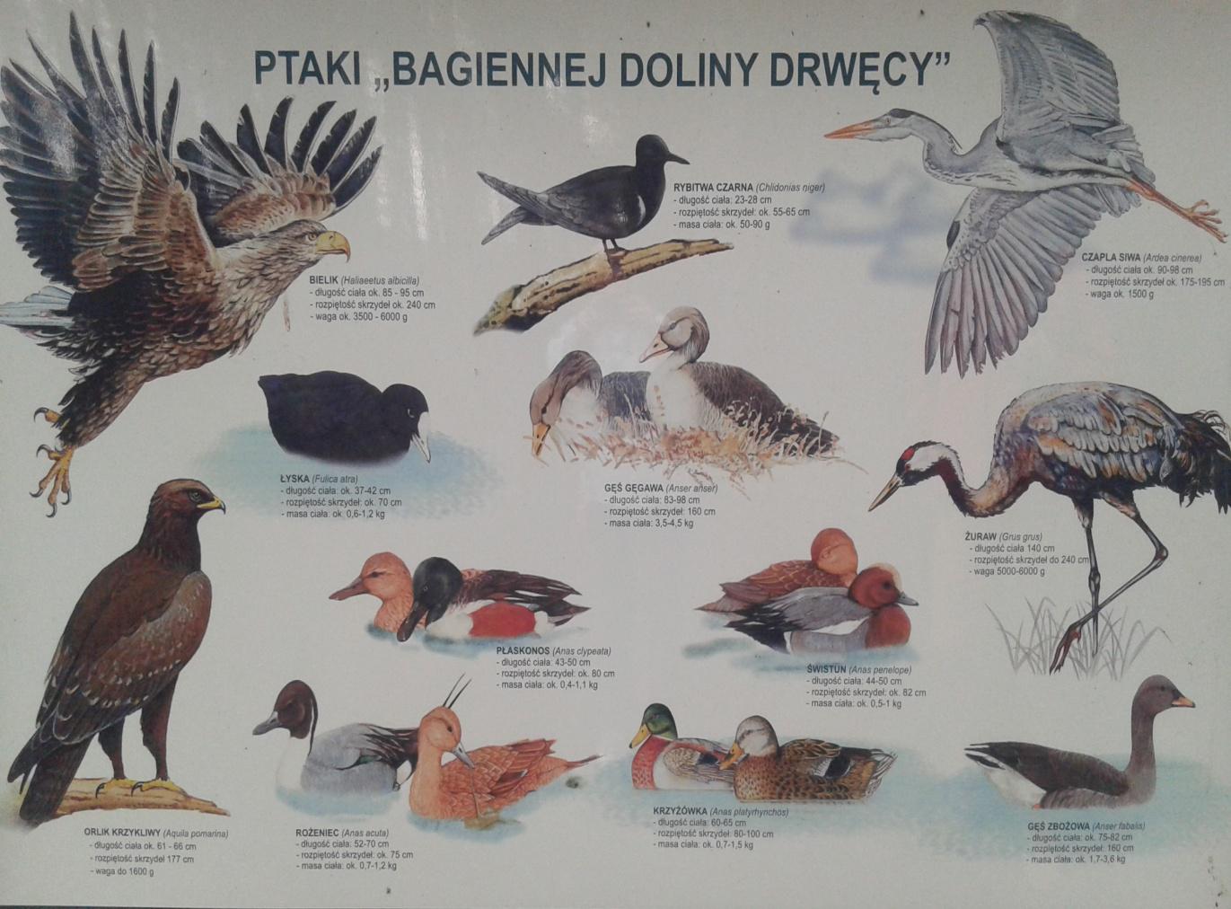 Numeracy@English: Działania