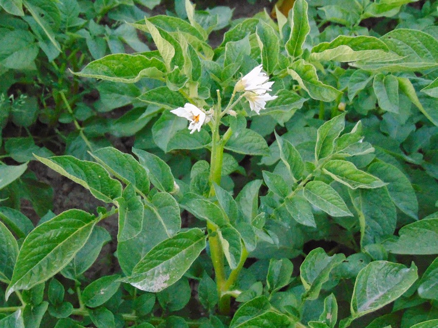 Cultivo da batata - Cantinho verde - horta e jardim