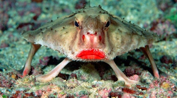 Red-lipped Batfish – The Strange-looking Sea Creature - The Boring Duckling