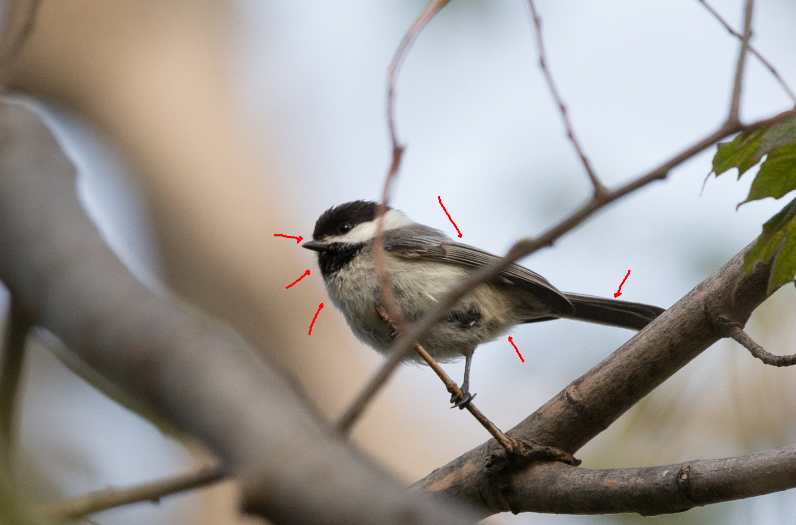 PeregrinePrints not dot com ... Blog: Hybrid Carolina X Black-capped ...