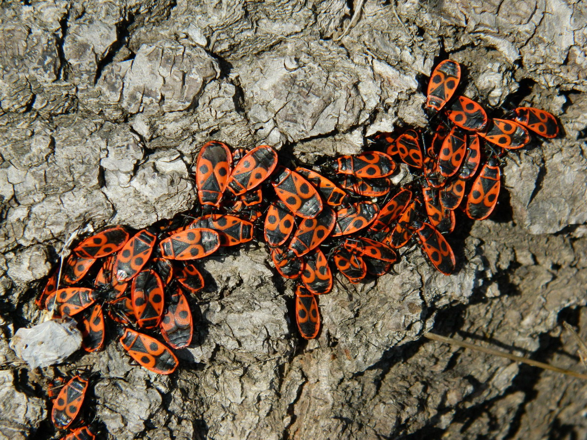 LA MULTI ANI, ROMANIA!: Gandacei rosii