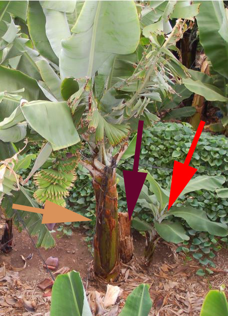 Todo sobre mi Huerto: El Platanero