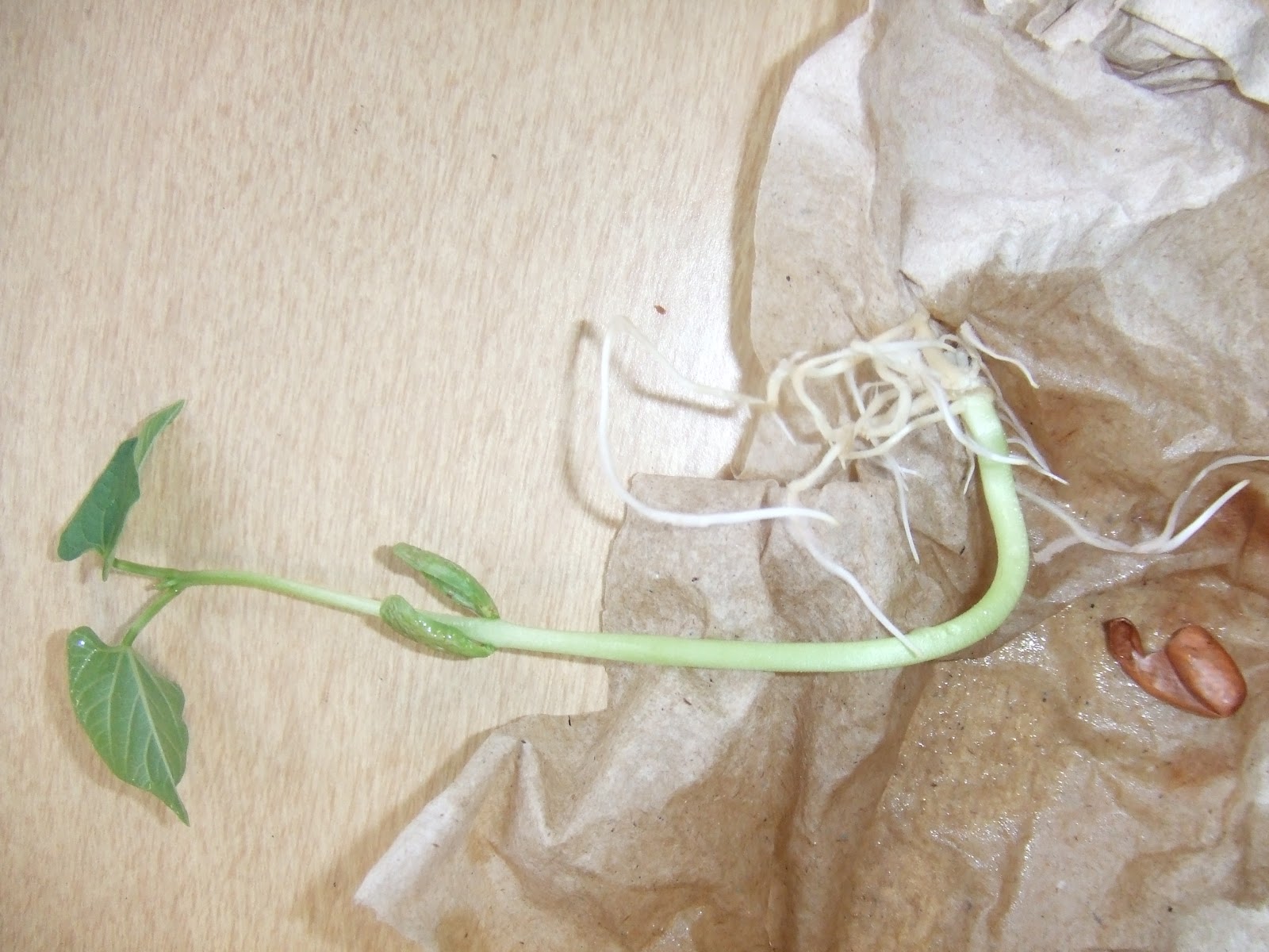 Pinto Bean Growth Experiment at Lewis Wooley blog