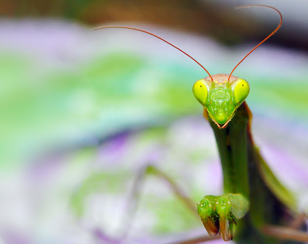 Goia Bogdan: Calugarita (Mantis religiosa)