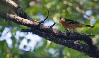 Teratology: Native Birds of Cape Cod