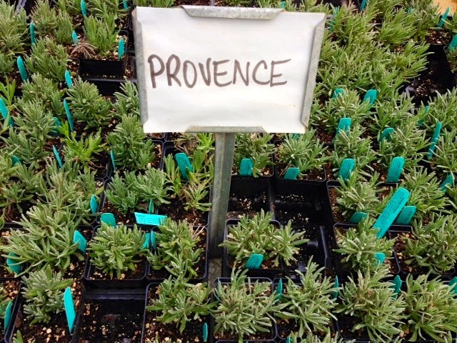 There's a Hippy in the Kitchen: Lavender Ridge Farms' favorite Lavender ...