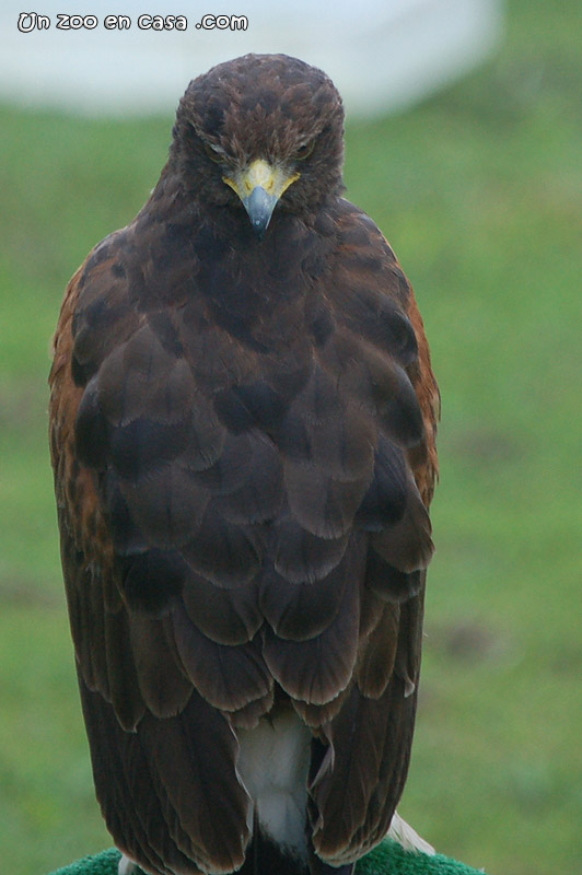 El Herrerillo: Ratonero de Harris, Busardo mixto (Parabuteo unicinctus)