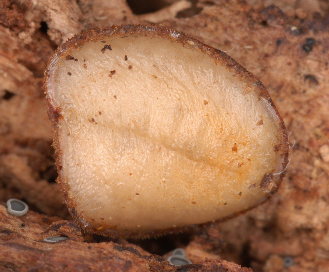 Real Monstrosities: Microdon