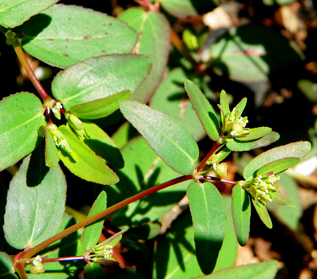 "What's Blooming Now" : Prostrate Spurge, Spotted Sandmat (Chamaesyce ...