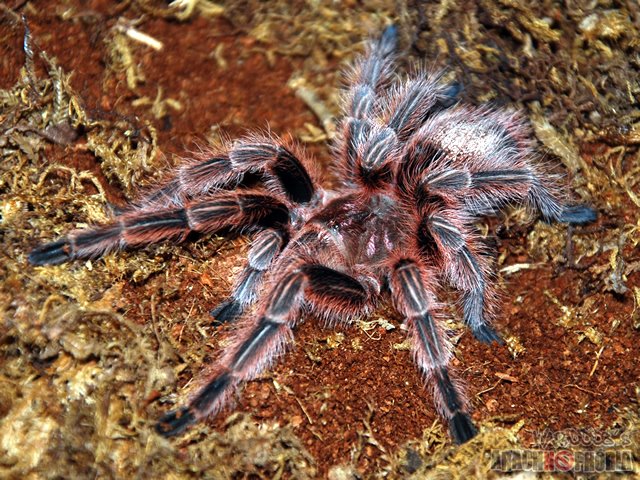 My Tarantism: Chilean Rose Tarantula